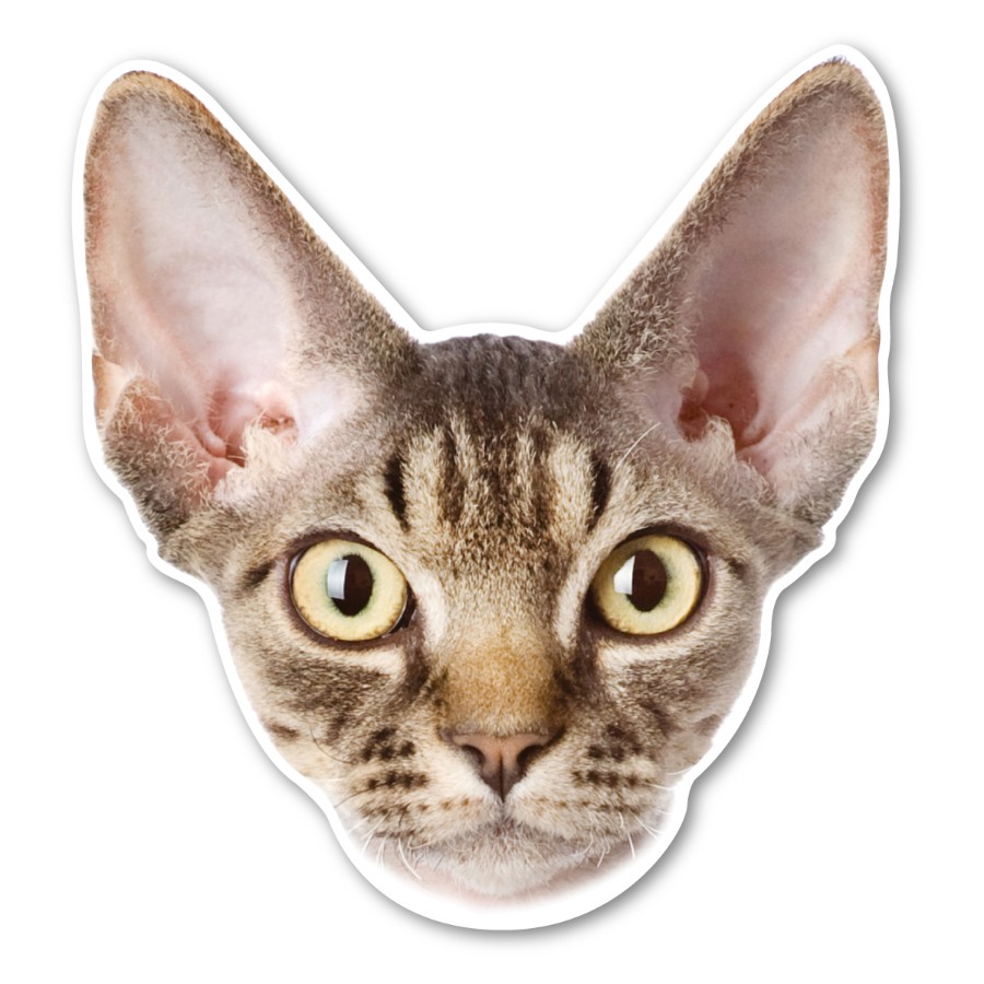 Devonshire Rex Cat Head - Magnet at Sticker Shoppe
