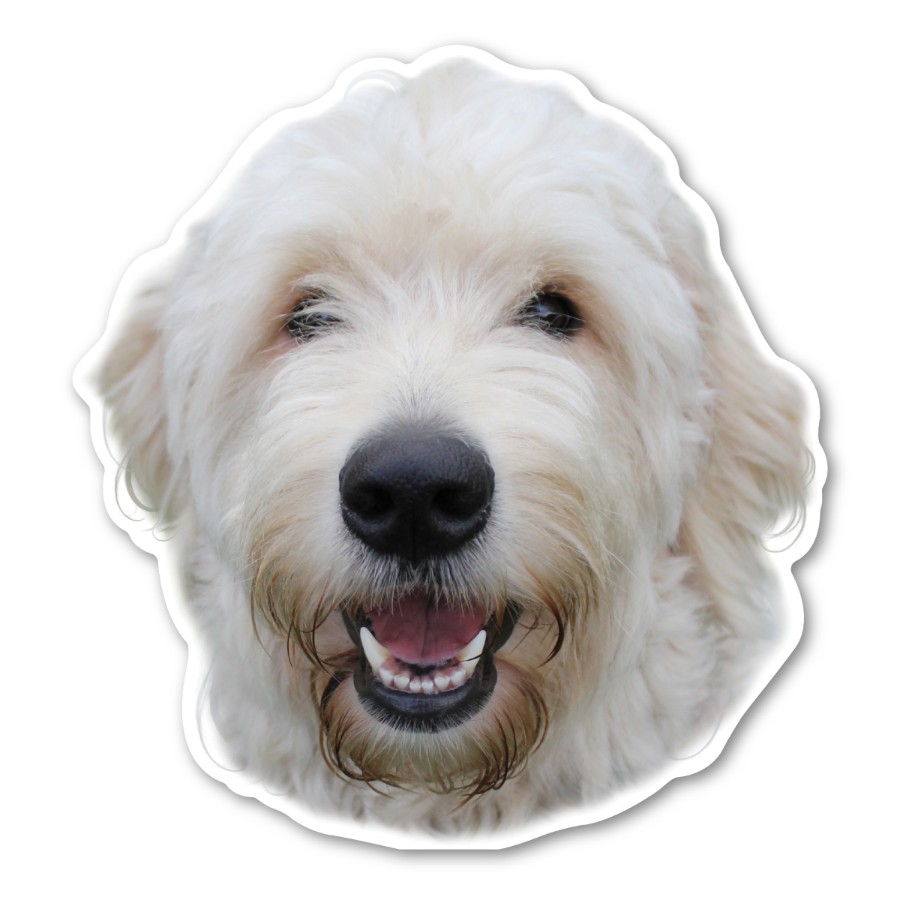 Labradoodle Dog Head - Magnet at Sticker Shoppe