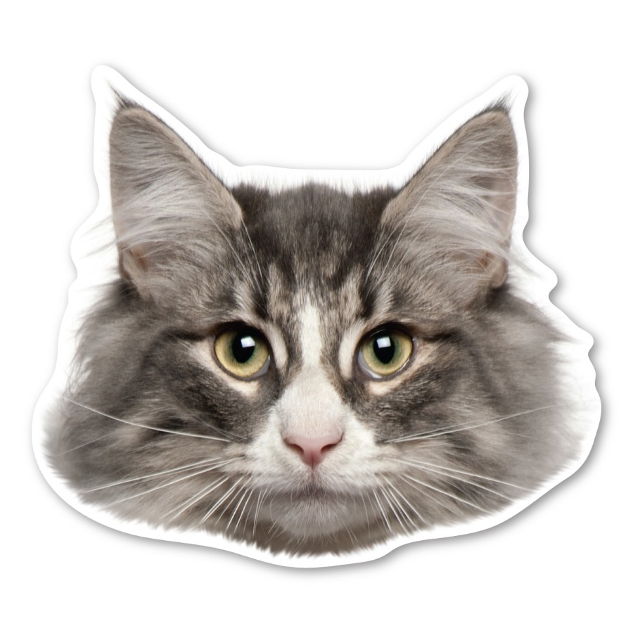 Norwegian Forest Cat Head - Magnet at Sticker Shoppe