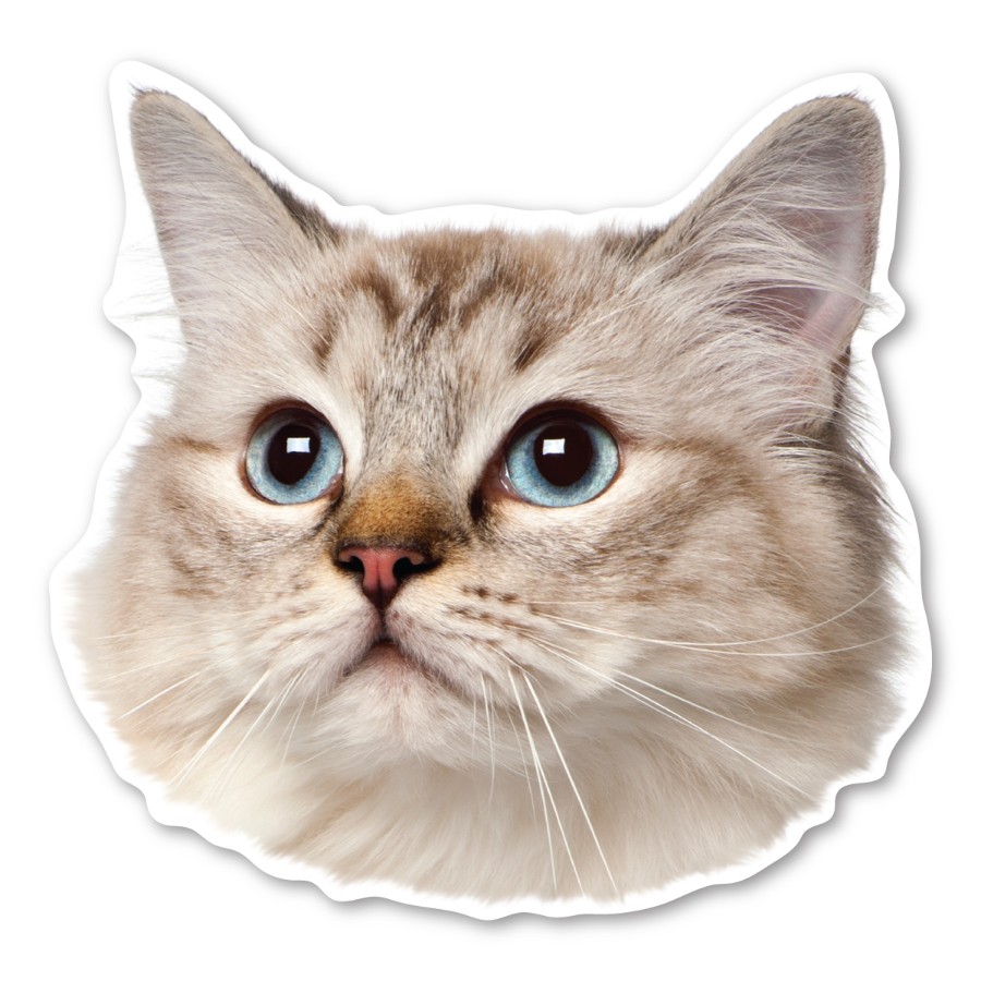 Ragdoll Cat Head - Magnet at Sticker Shoppe