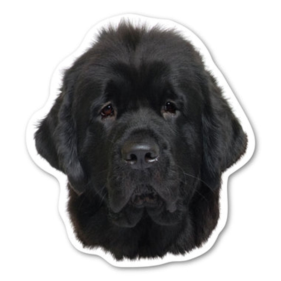 Newfoundland - Dog Head Magnet at Sticker Shoppe